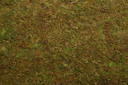 5 Inch Scale - New 2024: FontaniniGifts.com